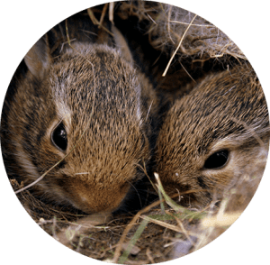 Sierra Wildlife Rescue – Preserving El Dorado County’s wildlife