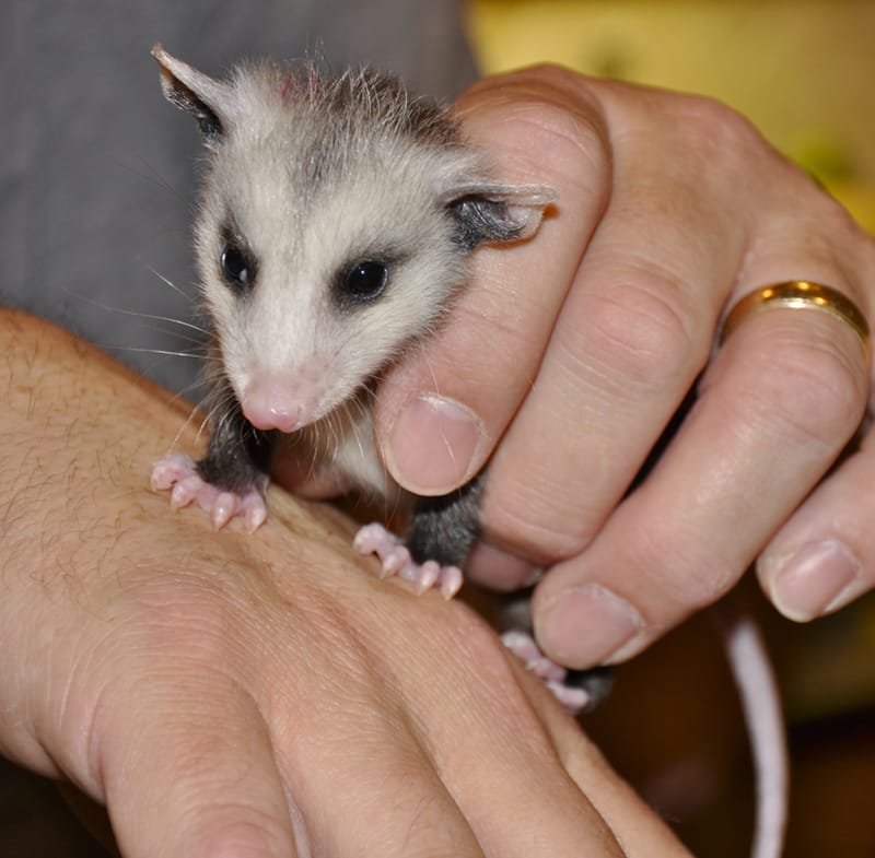 What We Do | Sierra Wildlife Rescue